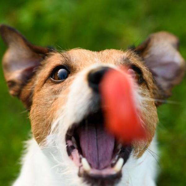 Puede La Salsa De Tomate Matar A Un Perro
