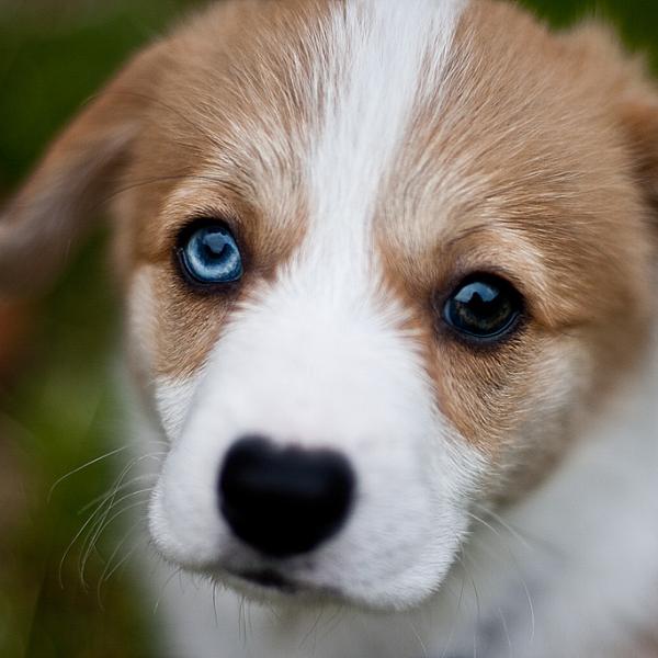 Razas De Perros De Ojos Azules Arctic Malamute Con Ojos Azules Bozal