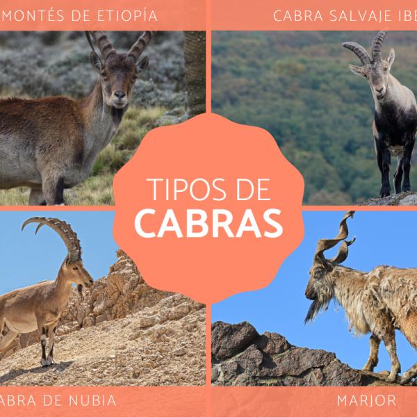 Cabra De 8 Cuernos