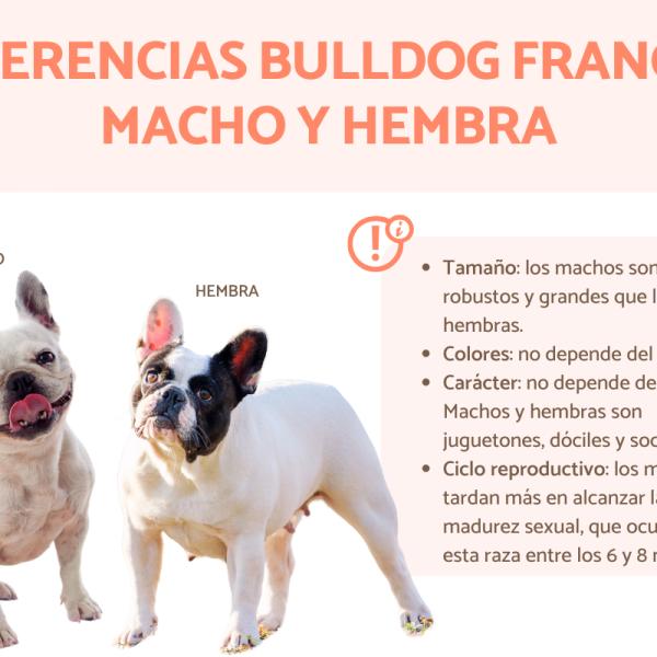 A Que Edad Entran En Celo Los Bulldog Frances