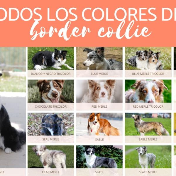 Tabla De Colores Del Border Collie Tiene 3 Meses, ¿por Qué Es Tan