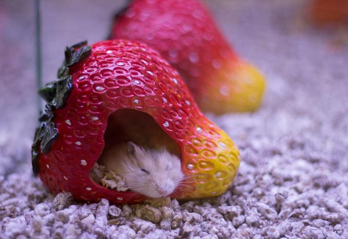 Casas para hámster - Tipos y opciones caseras