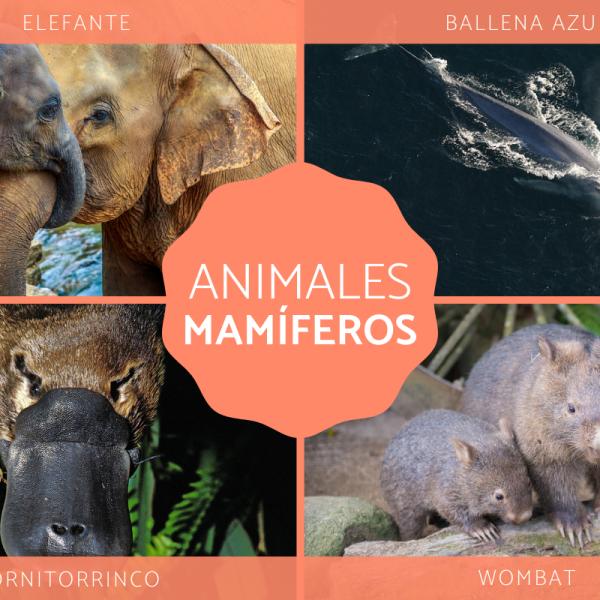 Tipos De Mamiferos Clasificacion De Los Mamiferos Imagui Images