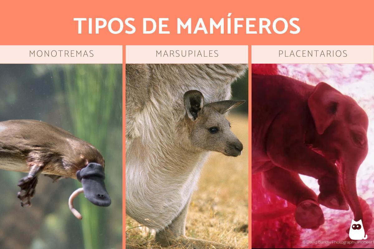 Animales mamíferos - Características, tipos y +70 EJEMPLOS (con fotos)