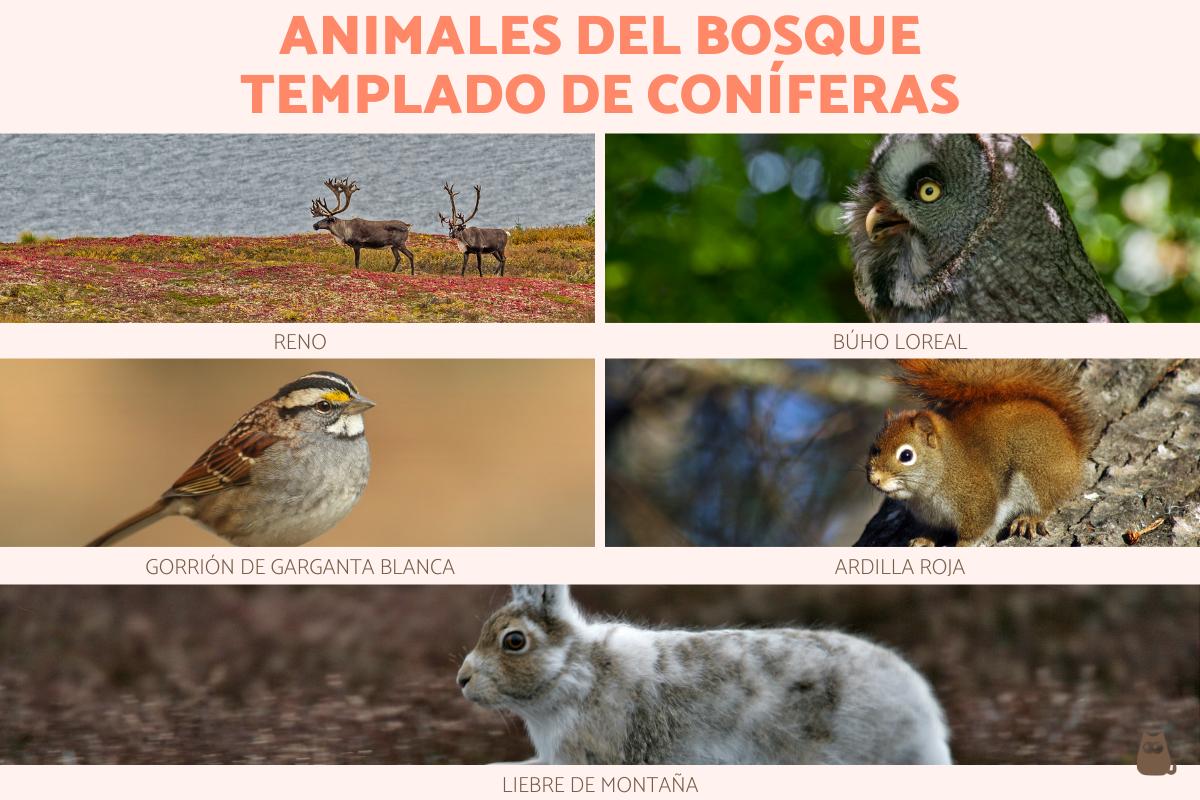 +75 Animales del bosque templado - Nombres y FOTOS