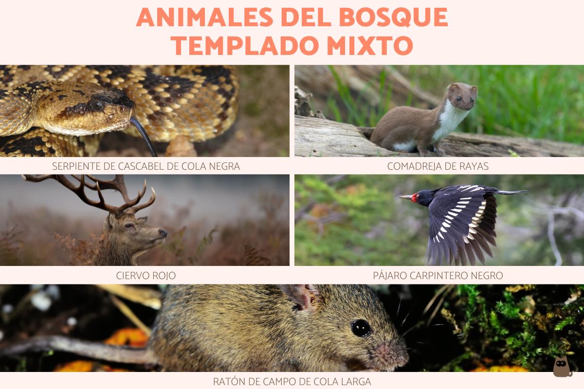 +75 Animales del bosque templado - Nombres y FOTOS