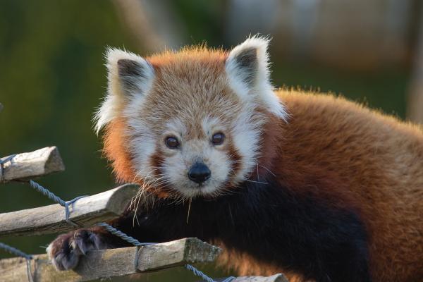 Hábitat Y Clima Del Panda Rojo Panda Rojo: Qué Es, Características,