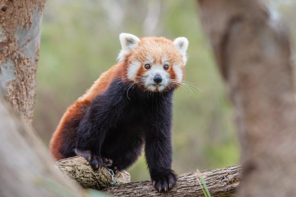Hábitat Y Clima Del Panda Rojo Panda Rojo: Qué Es, Características,