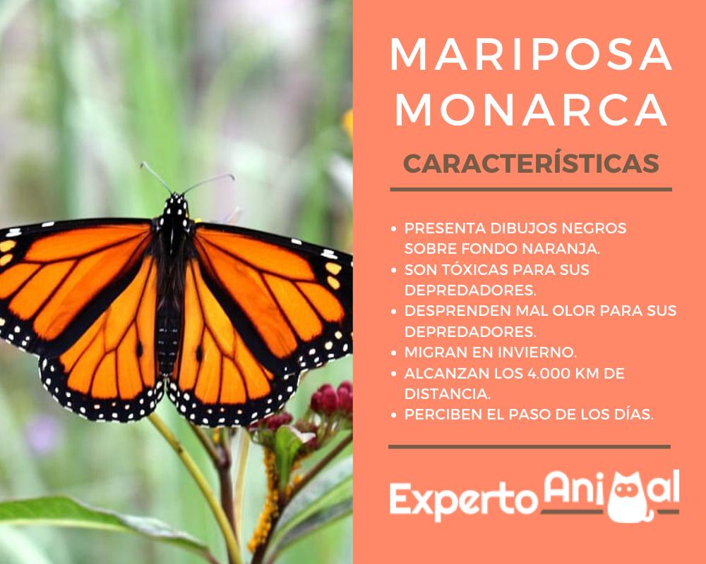 Dibujo De Mariposas Monarca