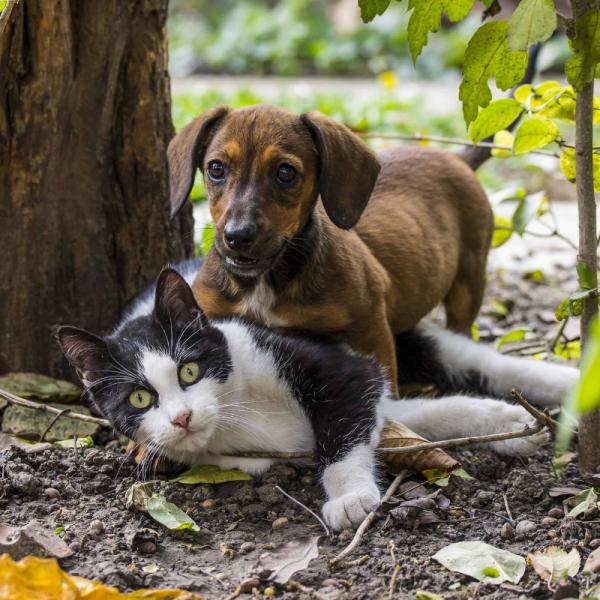 Mezcla De Perro Y Gato En La Vida Real Como Perros Y Gatos Artículo
