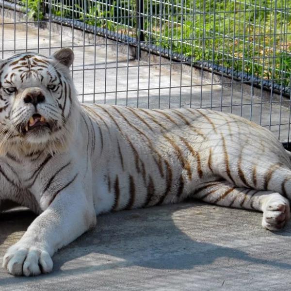 Perro Con Sindrome De Down