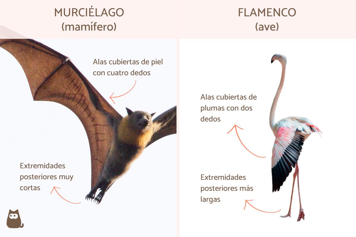 ¿El murciélago es un mamífero o un ave? - ¡ES MAMÍFERO!
