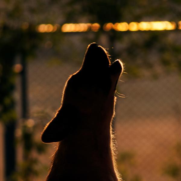 Que Significa Cuando Un Perro Esta Aullando