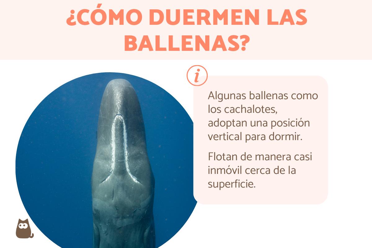 ¿Cómo duermen las ballenas? - Explicación e imágenes