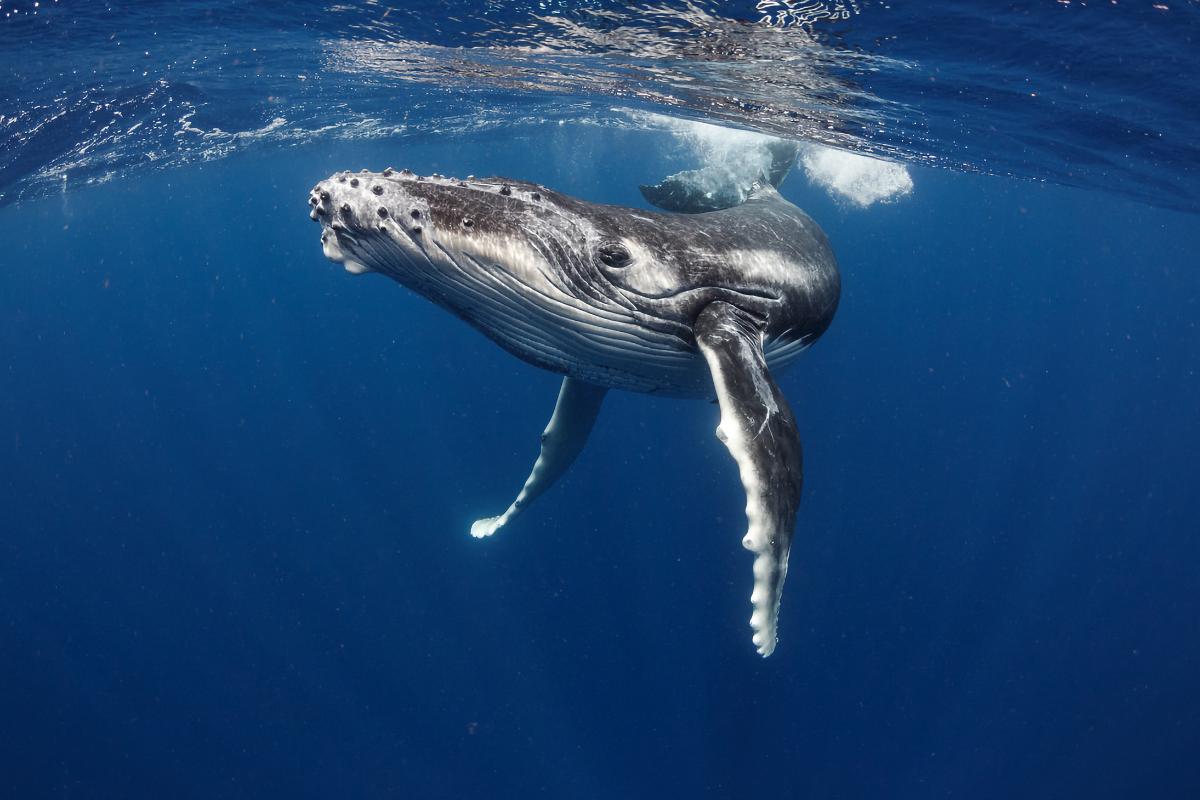 10 Curiosidades de la ballena azul para niños