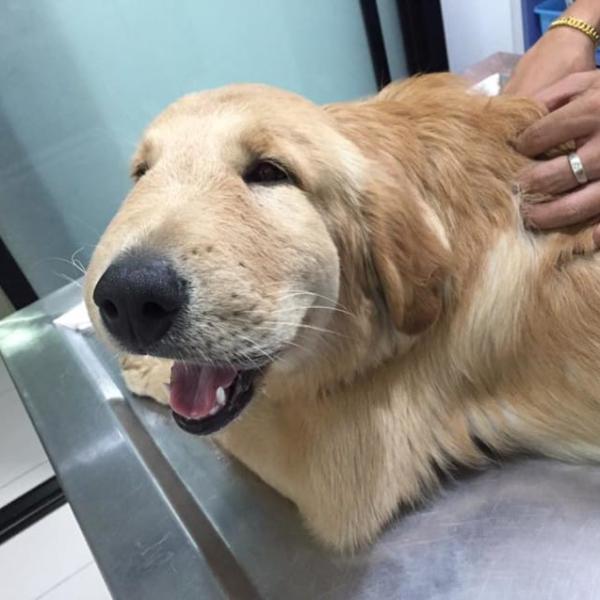 Cara De Cachorro En Shock