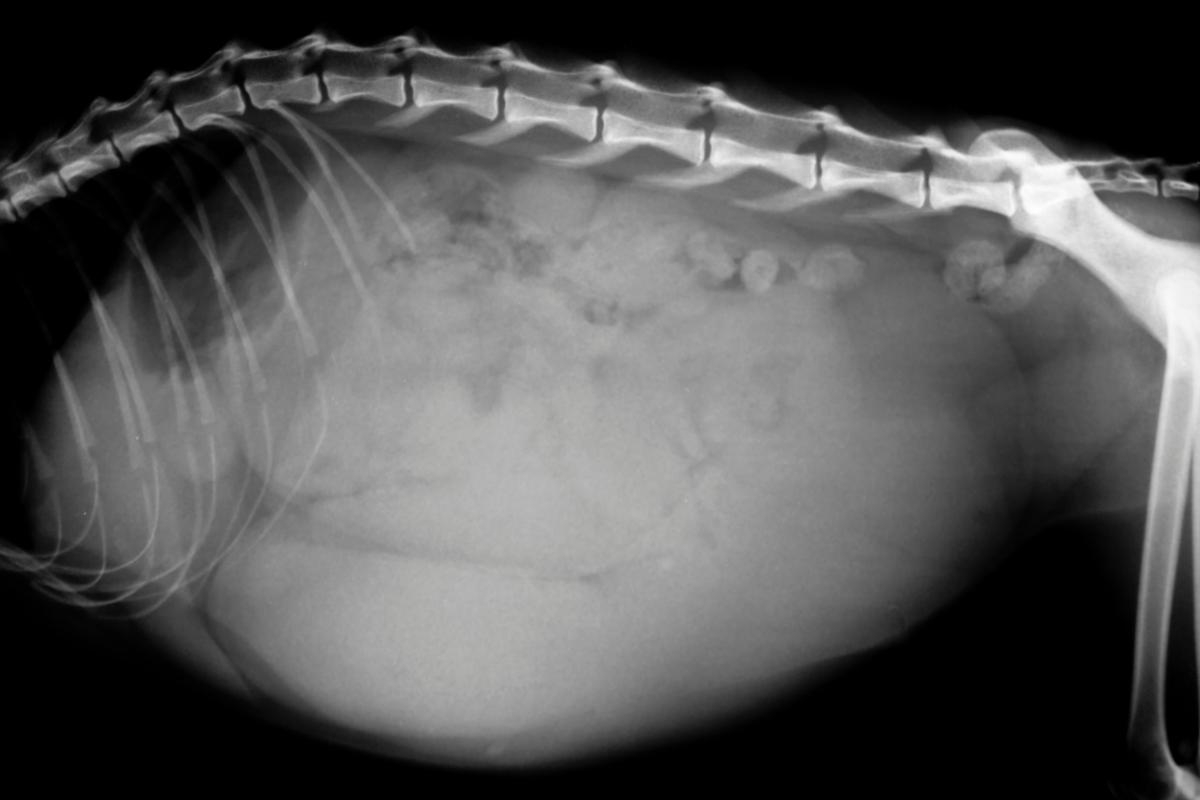 Piometra en gatas - Síntomas, causas y tratamiento (con FOTOS)