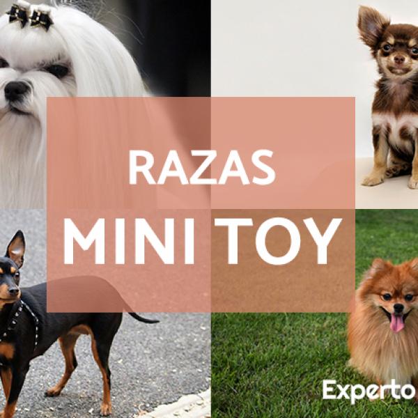 Razas De Cachorros Miniatura