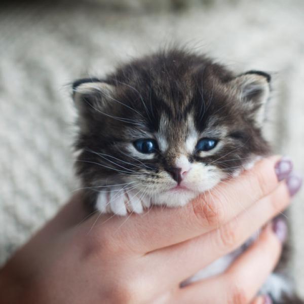 Las 5 Razas De Gatos Ms Pequeos Del Mundo
