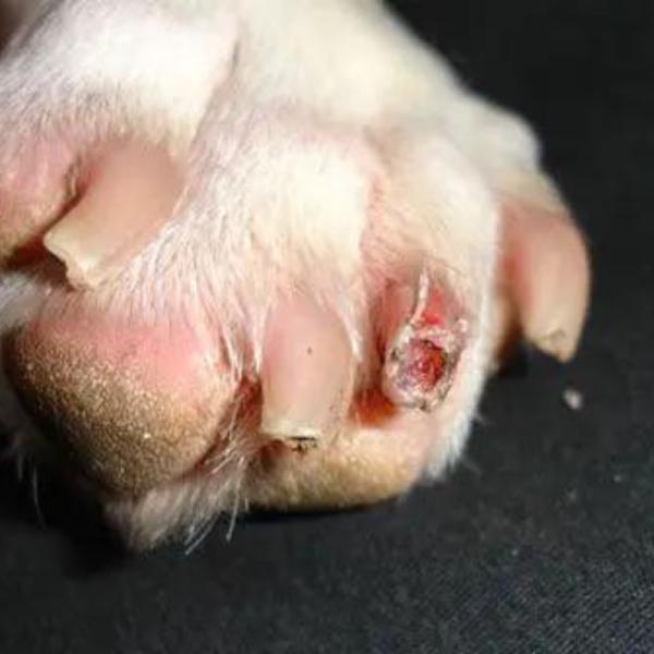 Cómo Se Venda El Dedo Del Pie Roto De Un Perro
