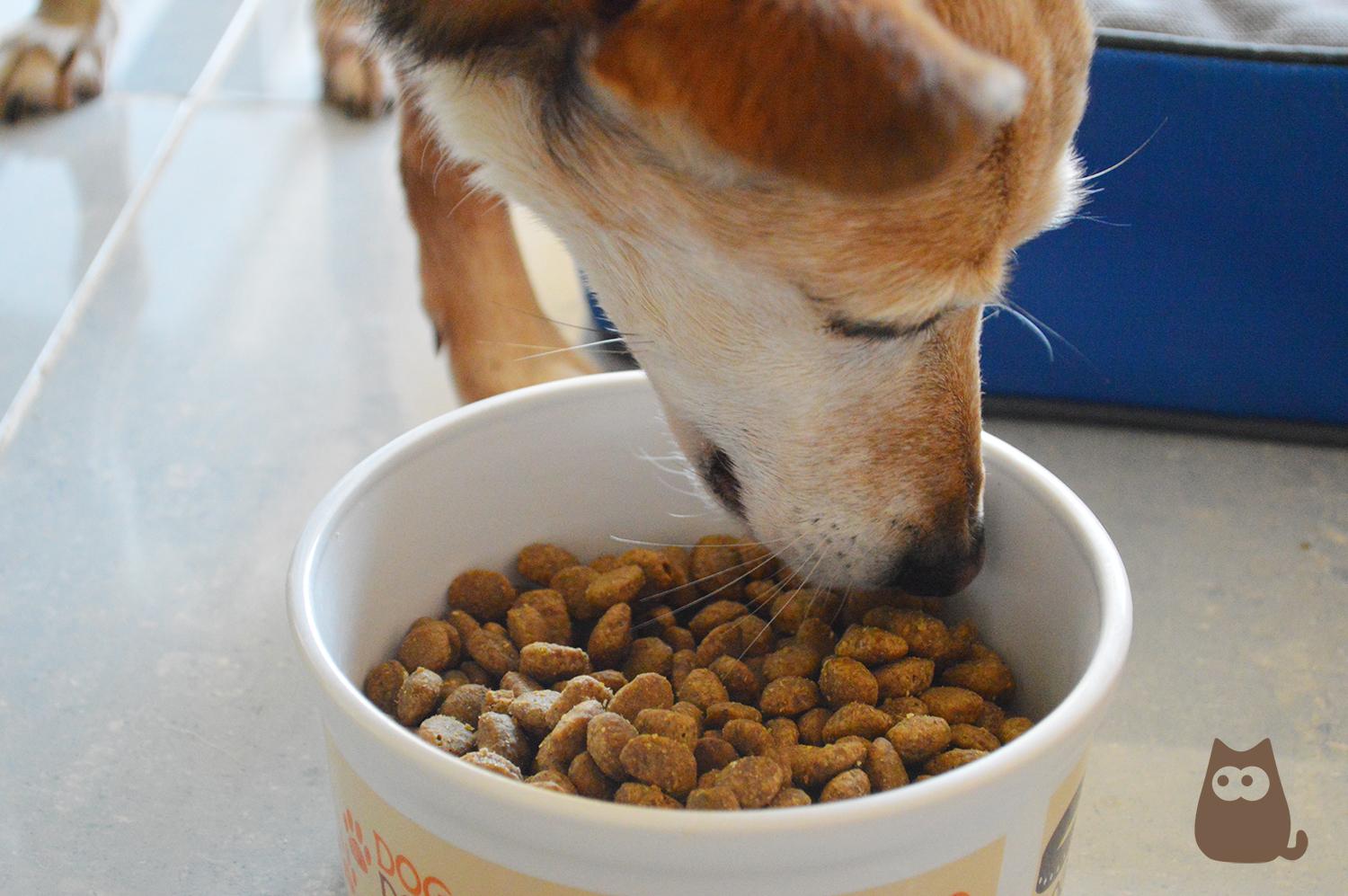 Síndrome de CUSHING en Perros - Síntomas y Tratamiento (Fotos)