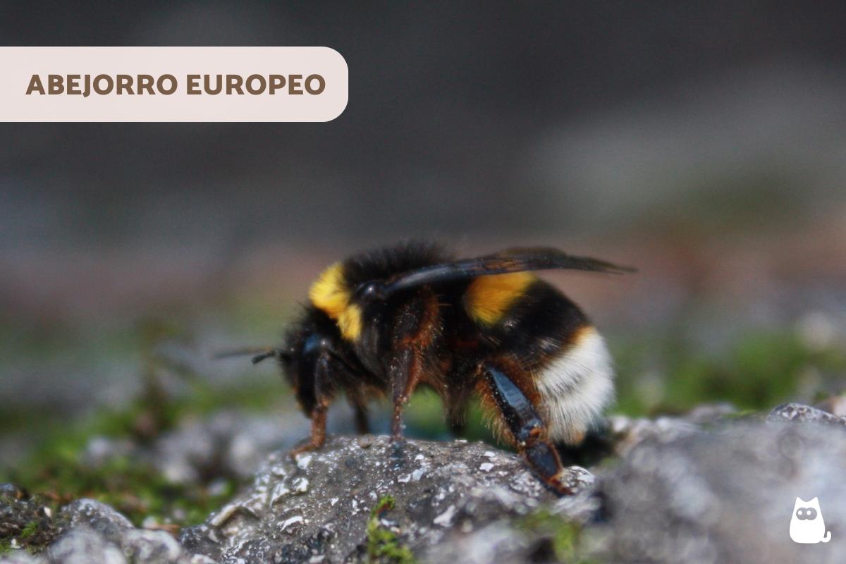 +15 Especies invasoras en Chile (con FOTOS)