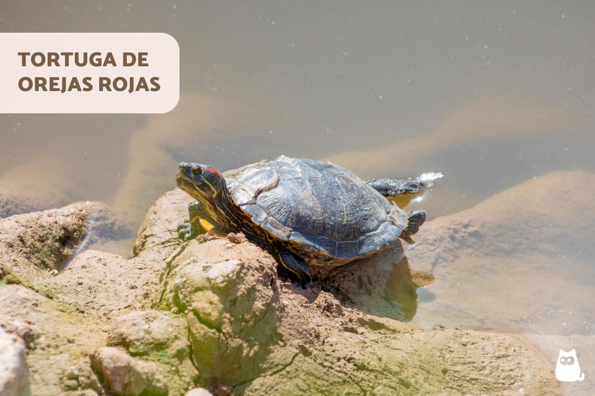 +15 Especies invasoras en Chile (con FOTOS)