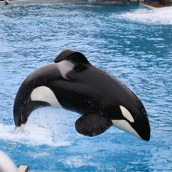 La Orca Más Grande Del Mundo Orcas Aprenden A Cazar En Manada Al Pez