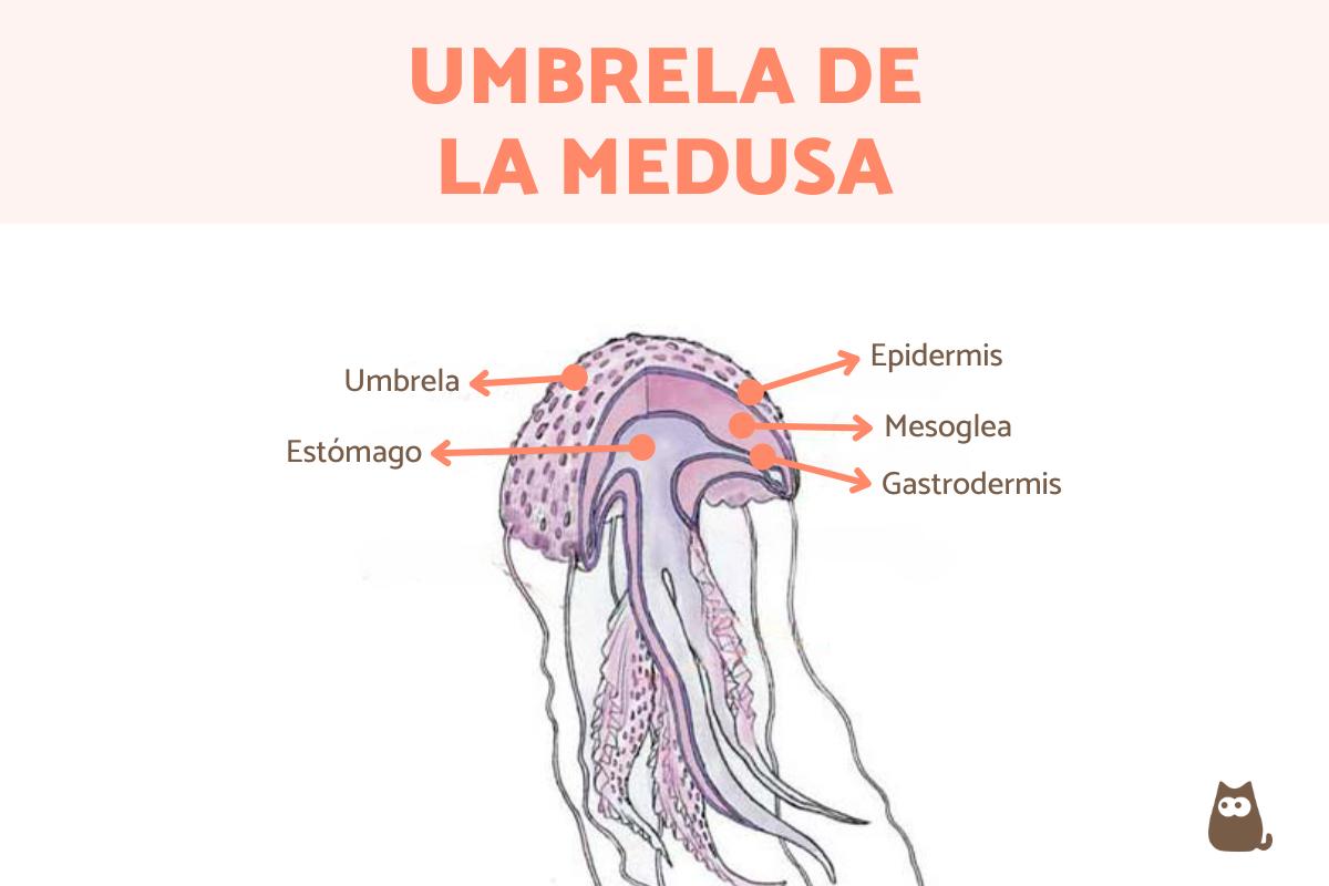 Partes de la medusa y sus funciones - Guía de anatomía