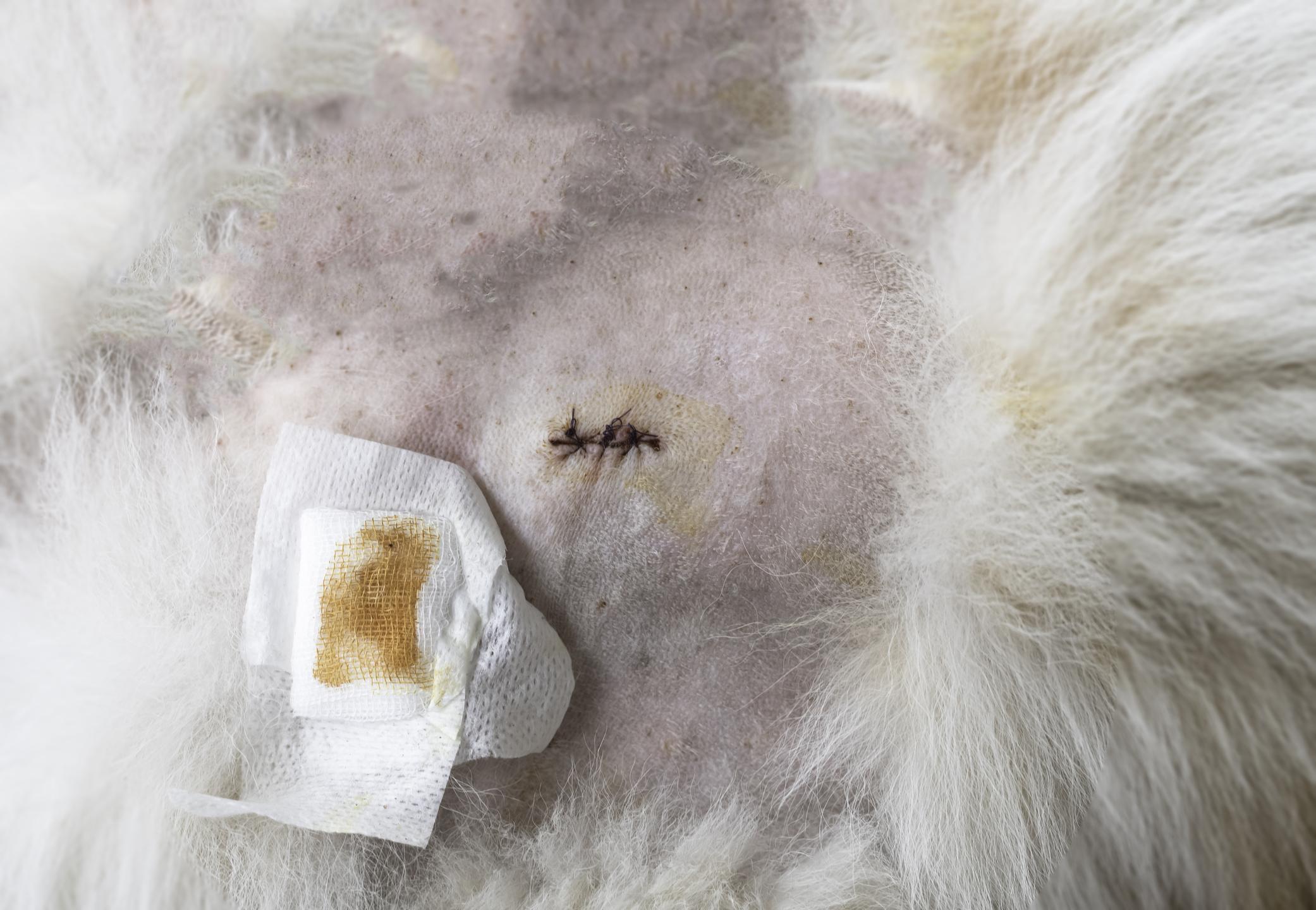 Puntos de sutura infectados en perros - Síntomas y TRATAMIENTO