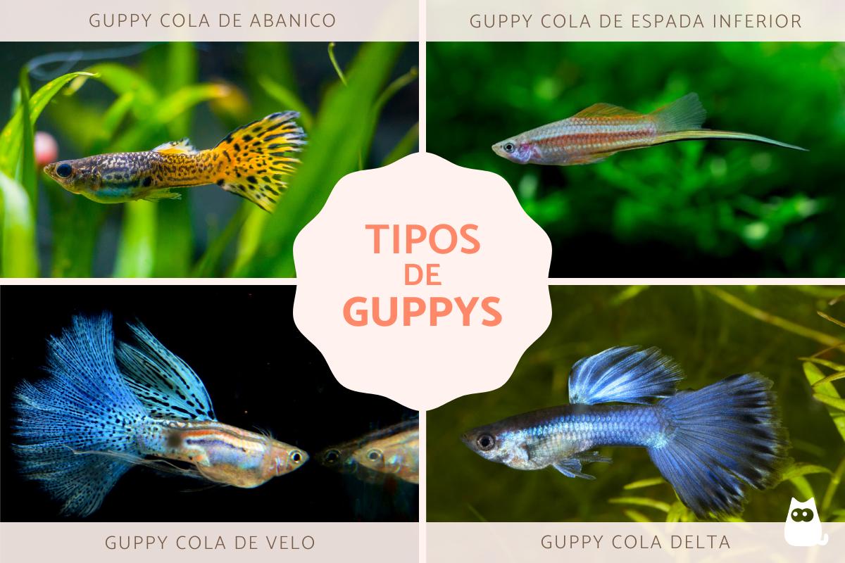 Lista De Peces Y Plantas Los Mejores Tipos De Peces Para Pecera
