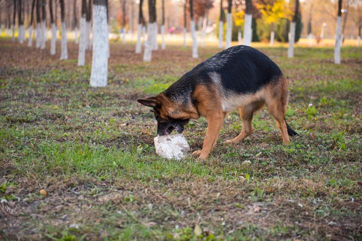 ¿Por qué mi perro COME PIEDRAS? - Causas y qué hacer