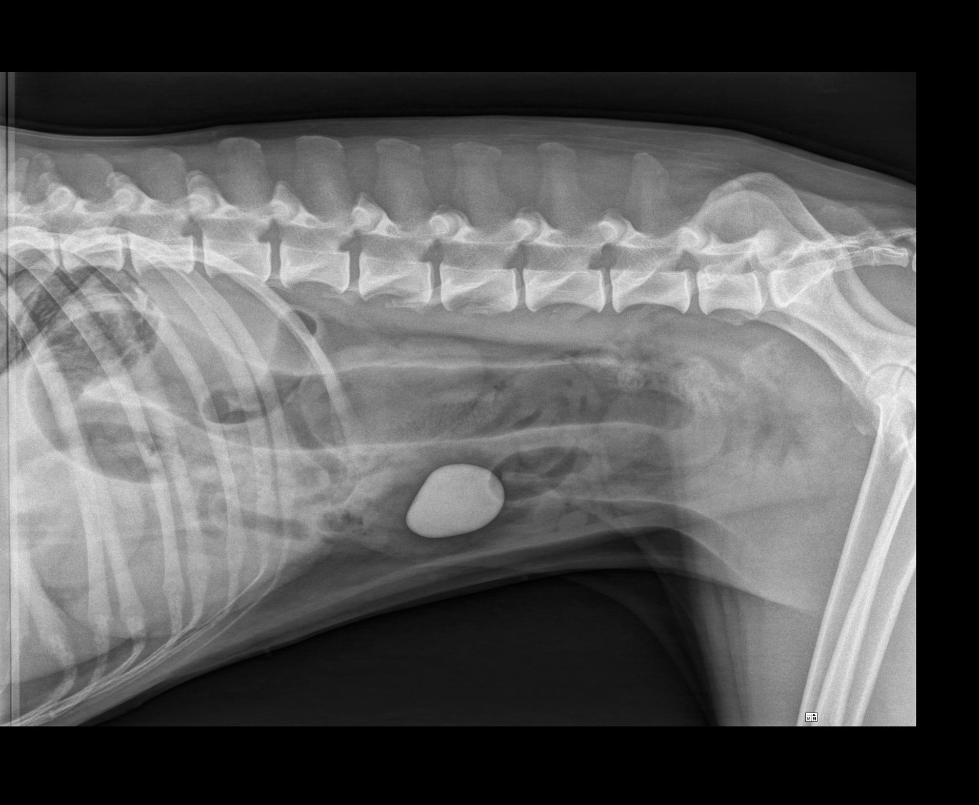 ¿Por qué mi perro COME PIEDRAS? - Causas y qué hacer