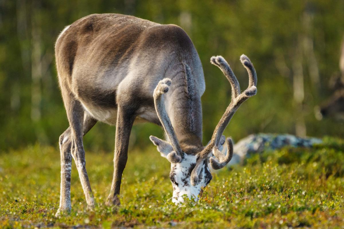 ¿Qué comen los renos? - ¡Son animales herbívoros!
