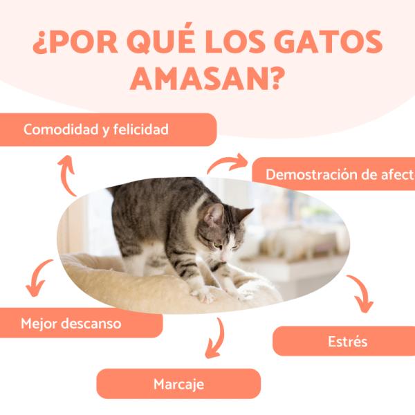 Gato Ronroneando Por Qué Mi Gato No Ronronea? CAUSAS Y SOLUCIONES