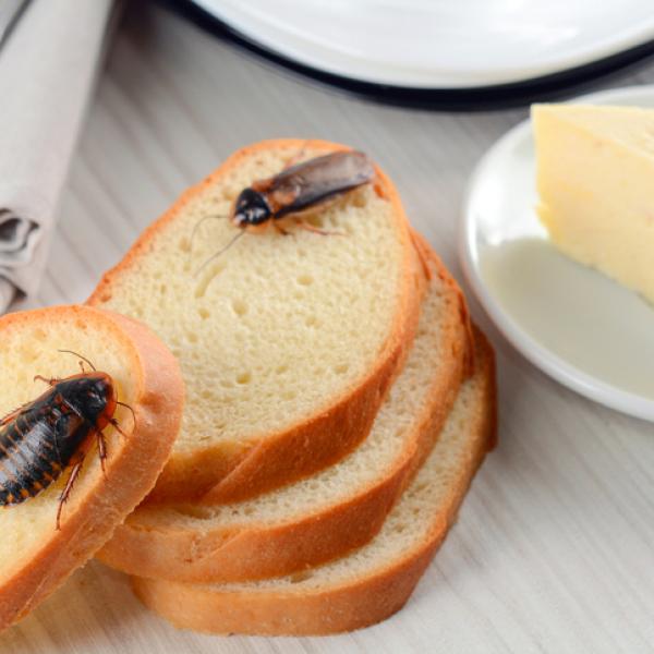 Cucarachas De Mantequilla Cucarachas Bebés O Ninfas, ¿Qué Son?