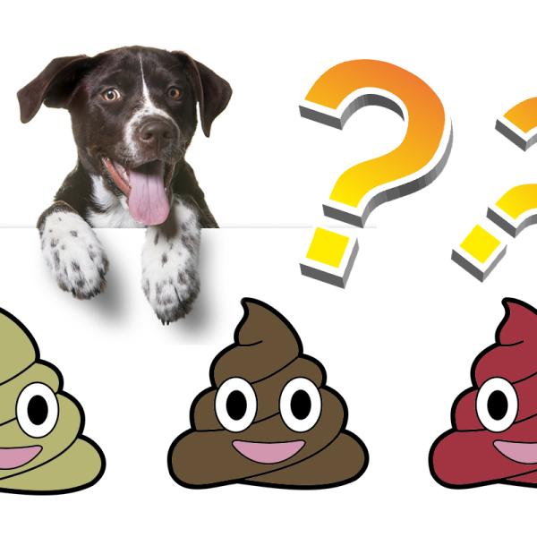 La Caca De Perro Se Vuelve Negra Con El Sol