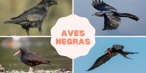 Aves del paraíso - Tipos y características