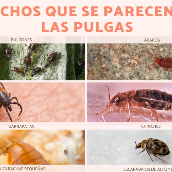 Son Iguales Las Pulgas De Gato Y Las Pulgas De Perro
