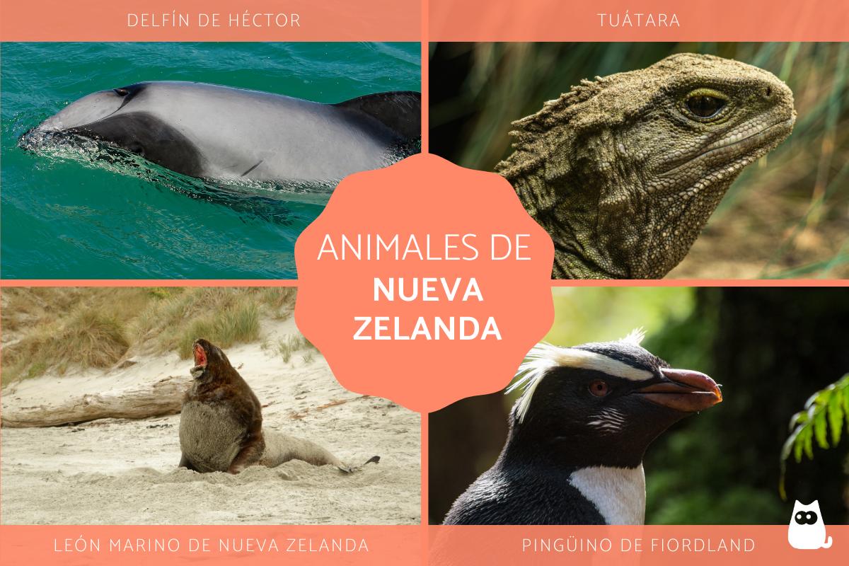 20 Animales de Nueva Zelanda - ¡Nombres con FOTOS!