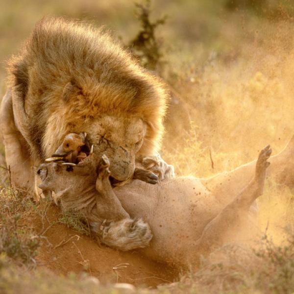León Ataca A Cebra Salvaje