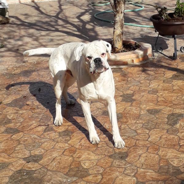 boxer aleman blanco