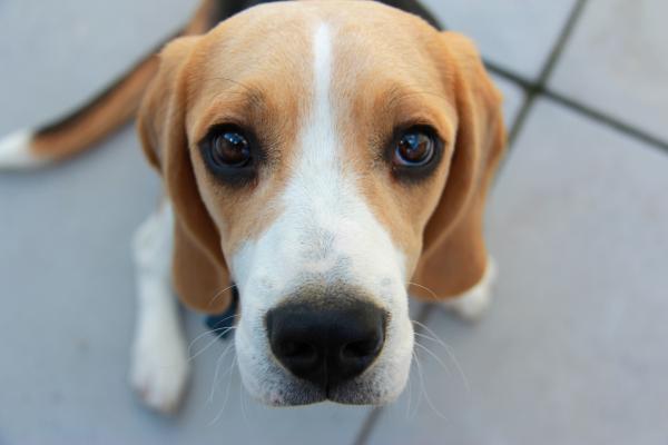 Perro Boggle Adulto Conociendo La Raza De Perros Beagle | Fanáticos