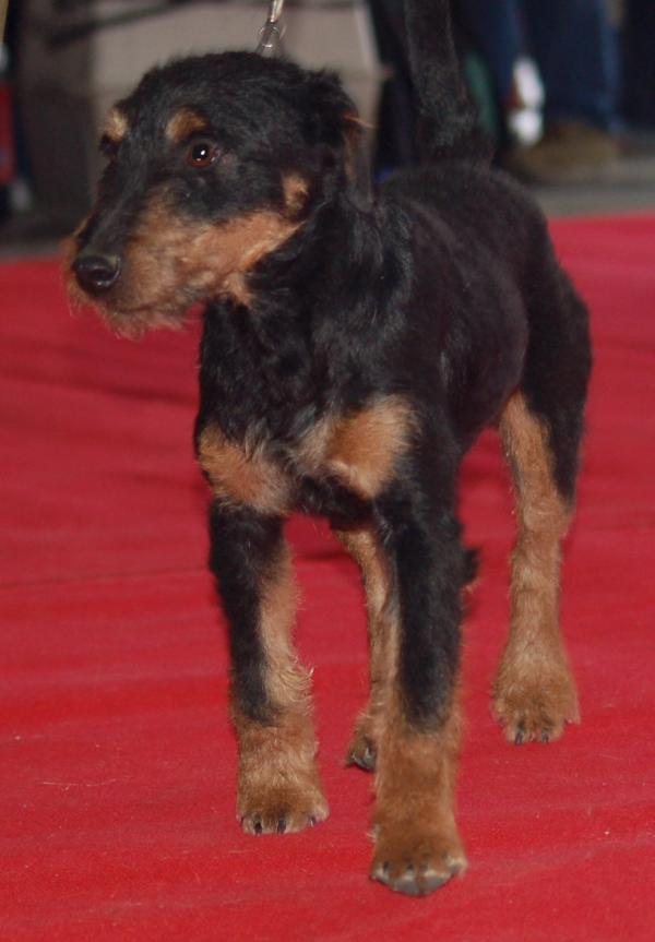 terrier aleman
