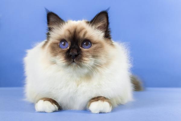 Gatitos Birmanos Azules