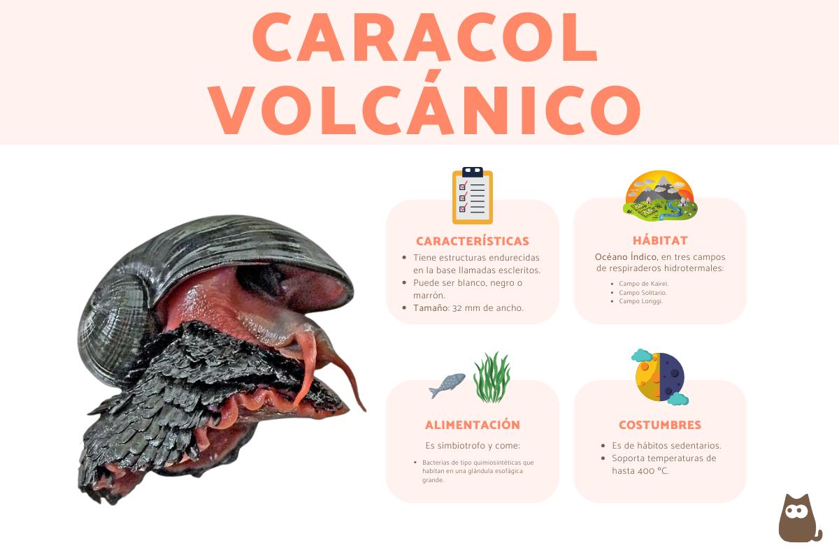 Anatomía De La Concha Del Caracol