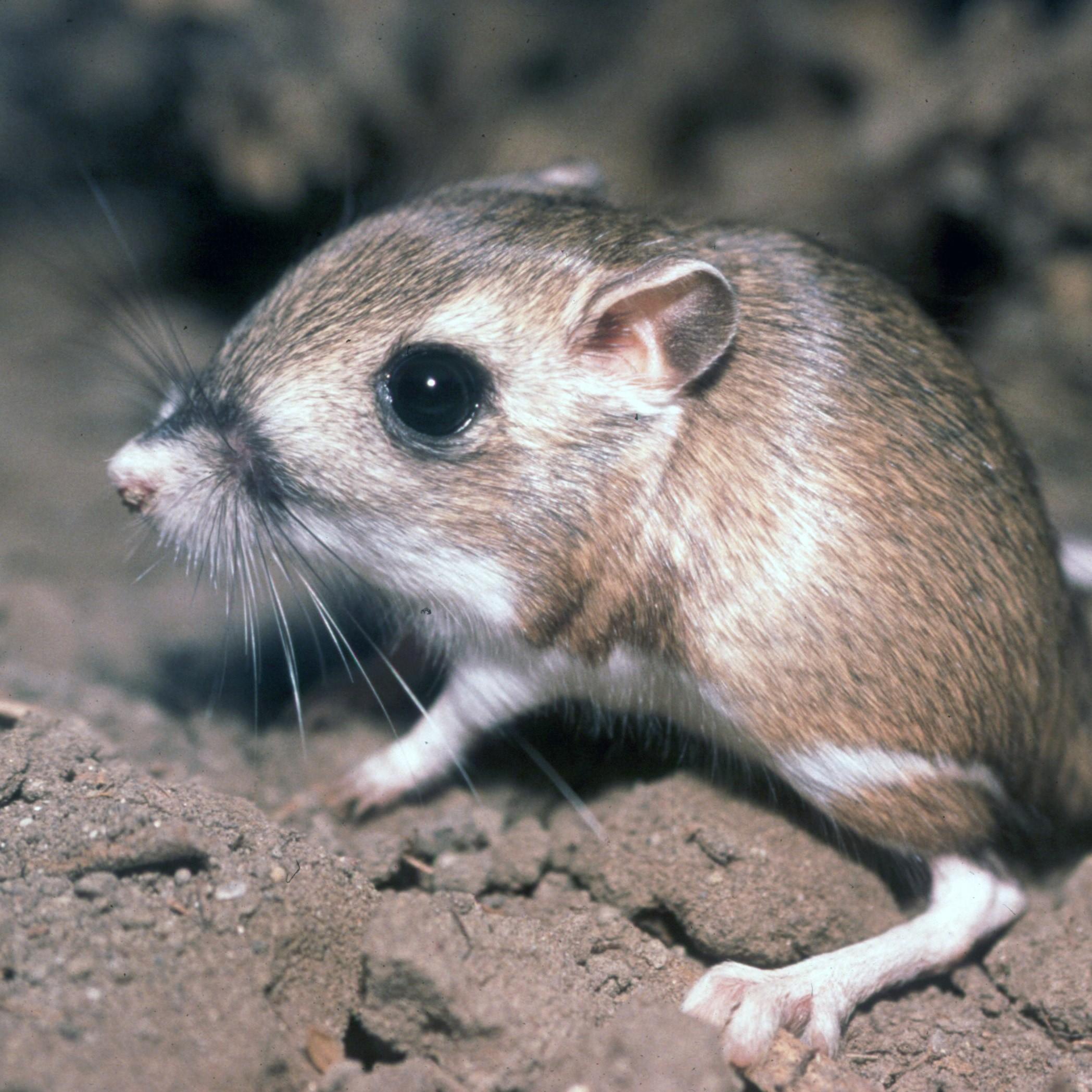 Rata canguro: características y fotos