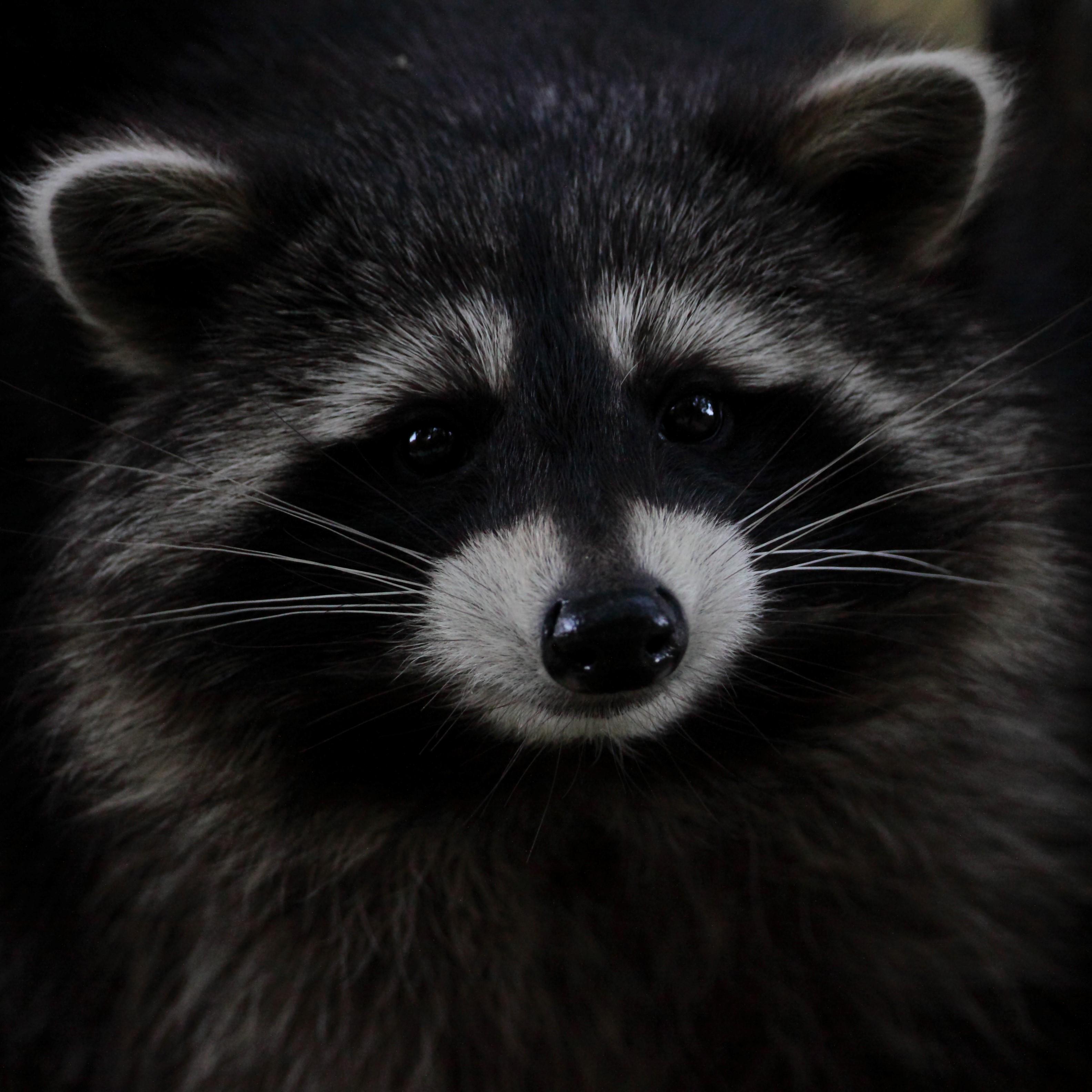 Mapache boreal: características y fotos