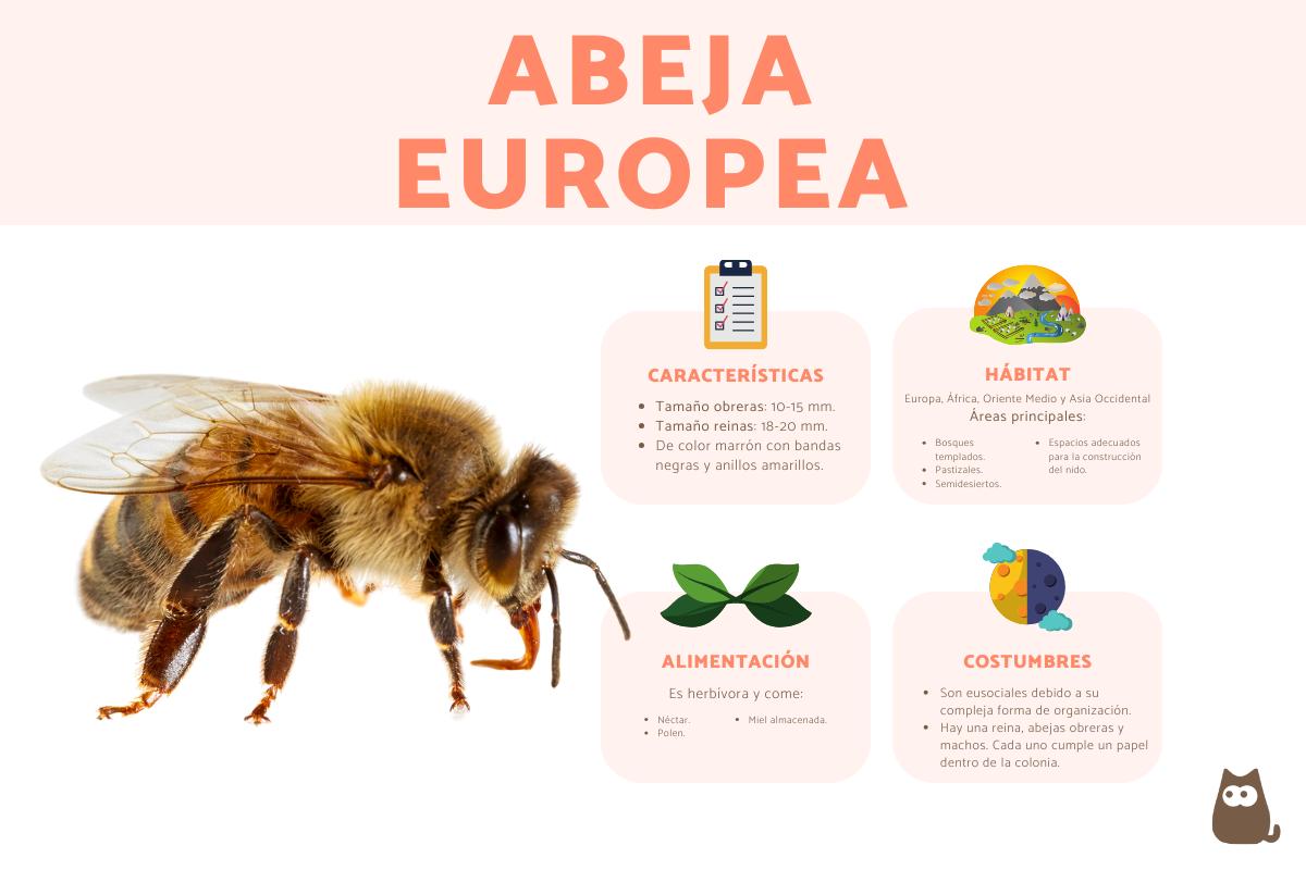 Abeja europea (Apis mellifera) - Características, hábitat y reproducción (con fotos)