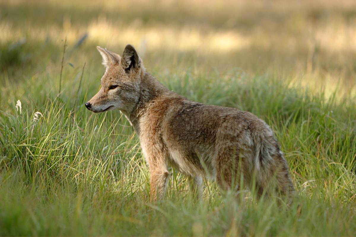Coyote o Canis latrans - Características, hábitat, costumbres y ... Coyote o Canis latrans - Características, hábitat, costumbres y ...